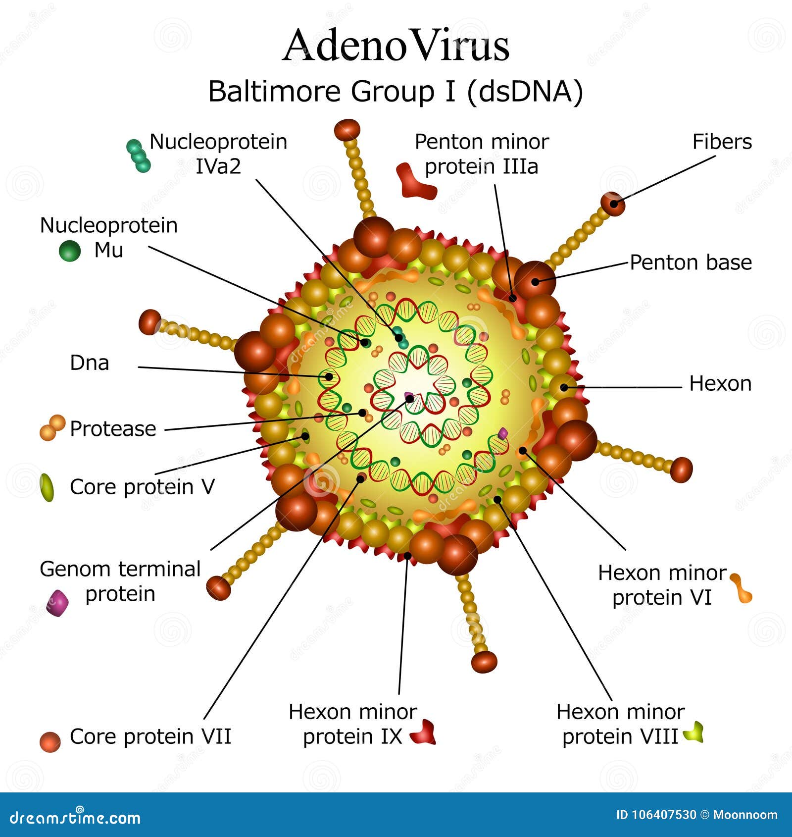 Virus Drawing Labeled