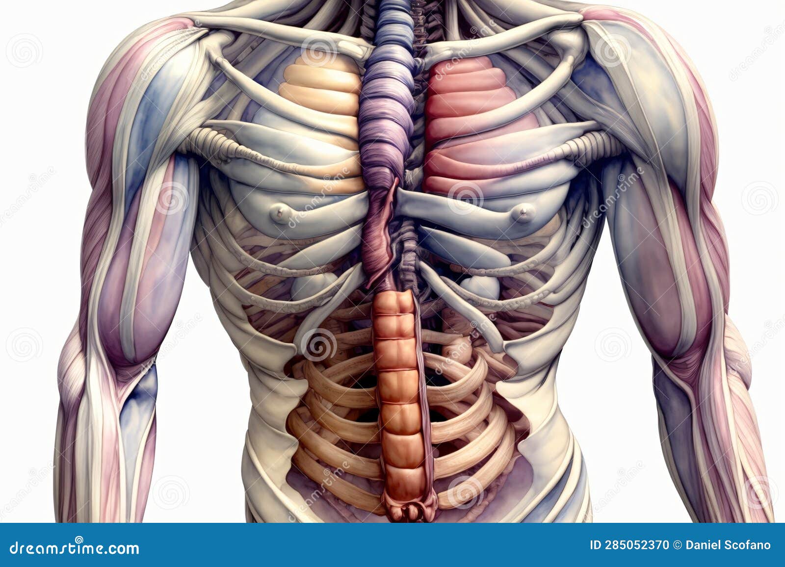 A Diagram of the Back of a Human Body. Generative AI Stock Illustration ...