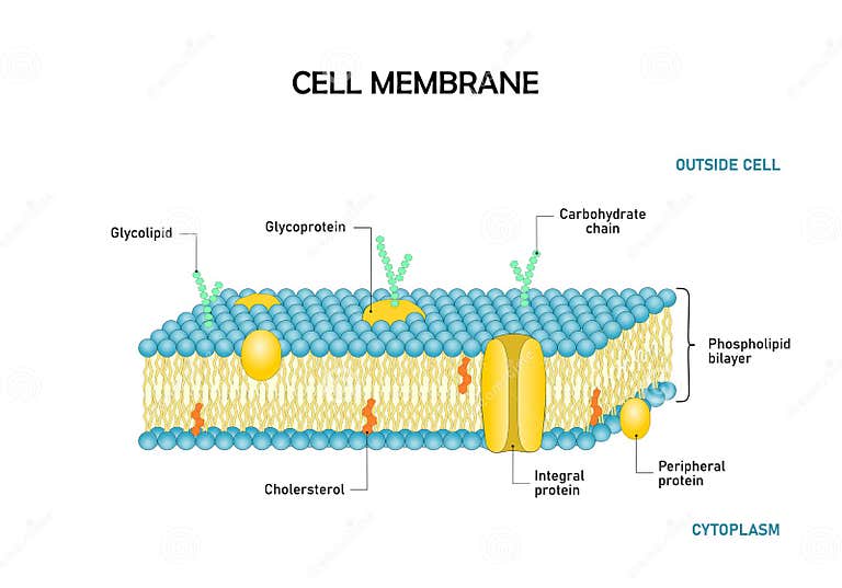Diagram of Cell Membrane,phospholipid Bilayers Structure Stock Vector ...
