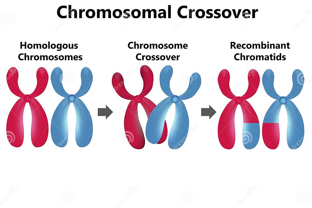 Diagram of Chromosomal Crossover Isolated Stock Illustration ...