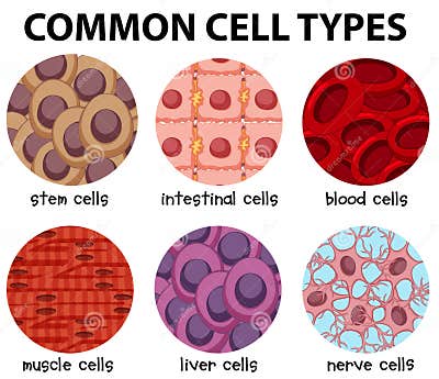 Diagram of Common Cell Types Stock Vector - Illustration of organism ...