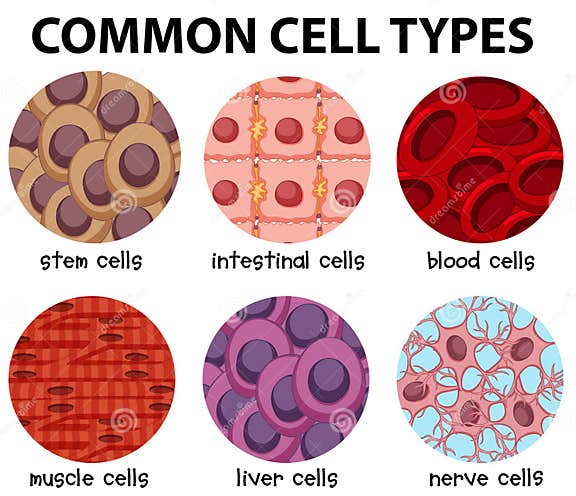 Diagram of Common Cell Types Stock Vector - Illustration of organism ...
