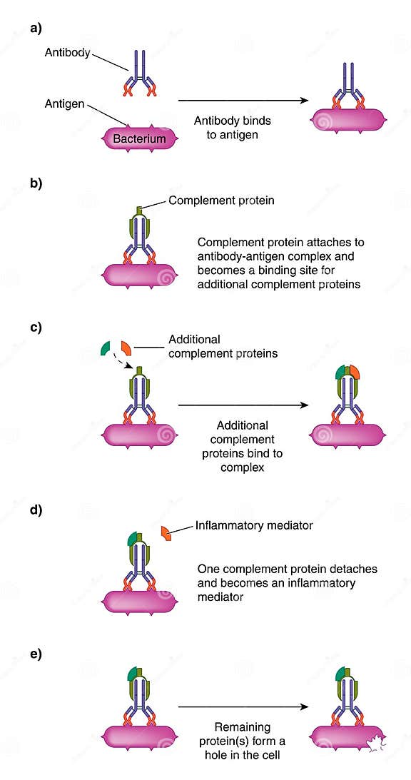 Diagram of Complement Pathway Stock Vector - Illustration of complement ...