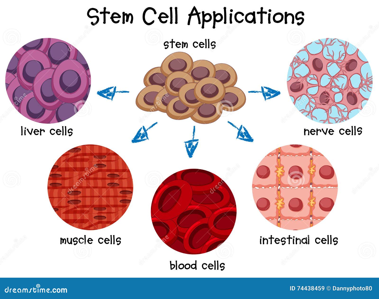 Diagram of Different Stem Cells Stock Vector - Illustration of health ...