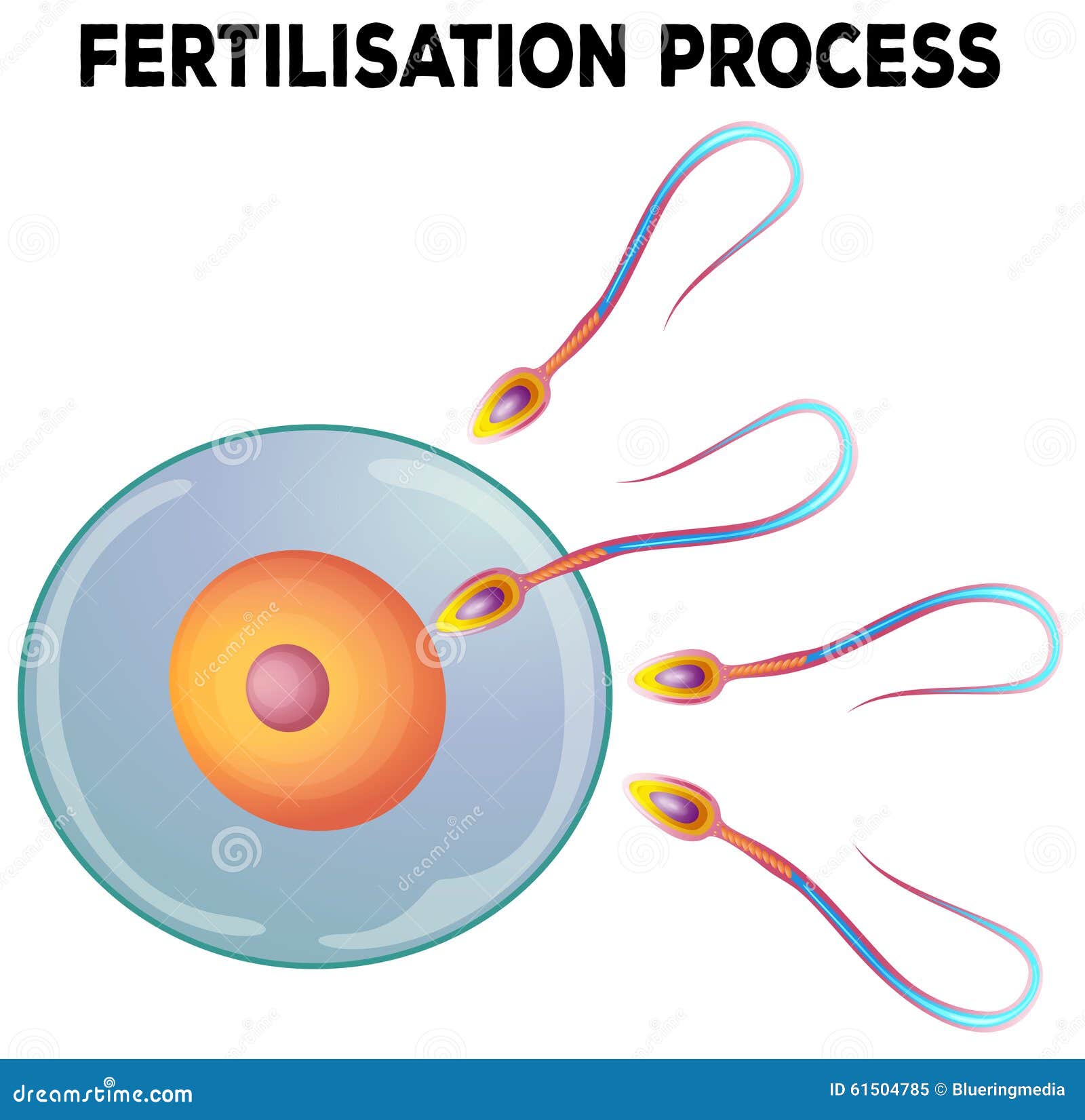 Diagram of Fertilisation Process Stock Vector - Illustration of close ...