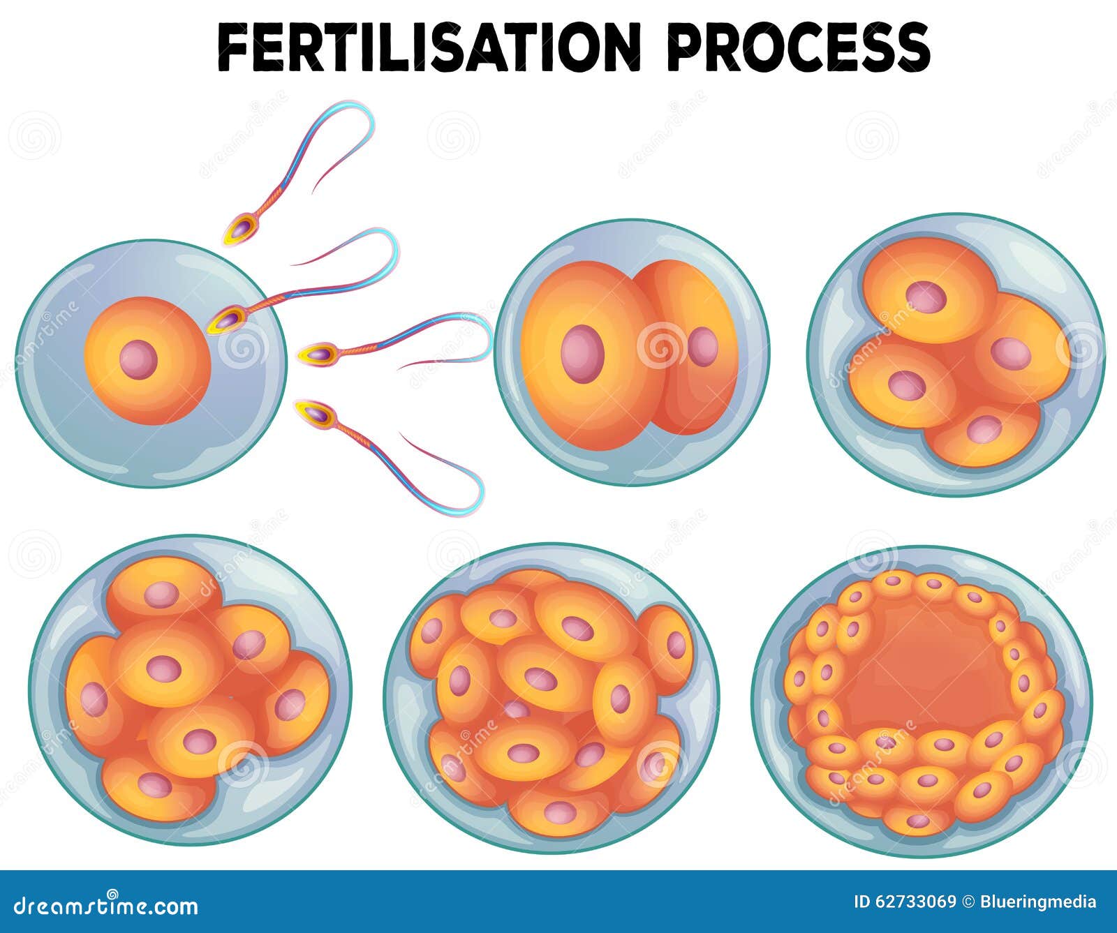 Fertilisation Cartoon Vector | CartoonDealer.com #25239053