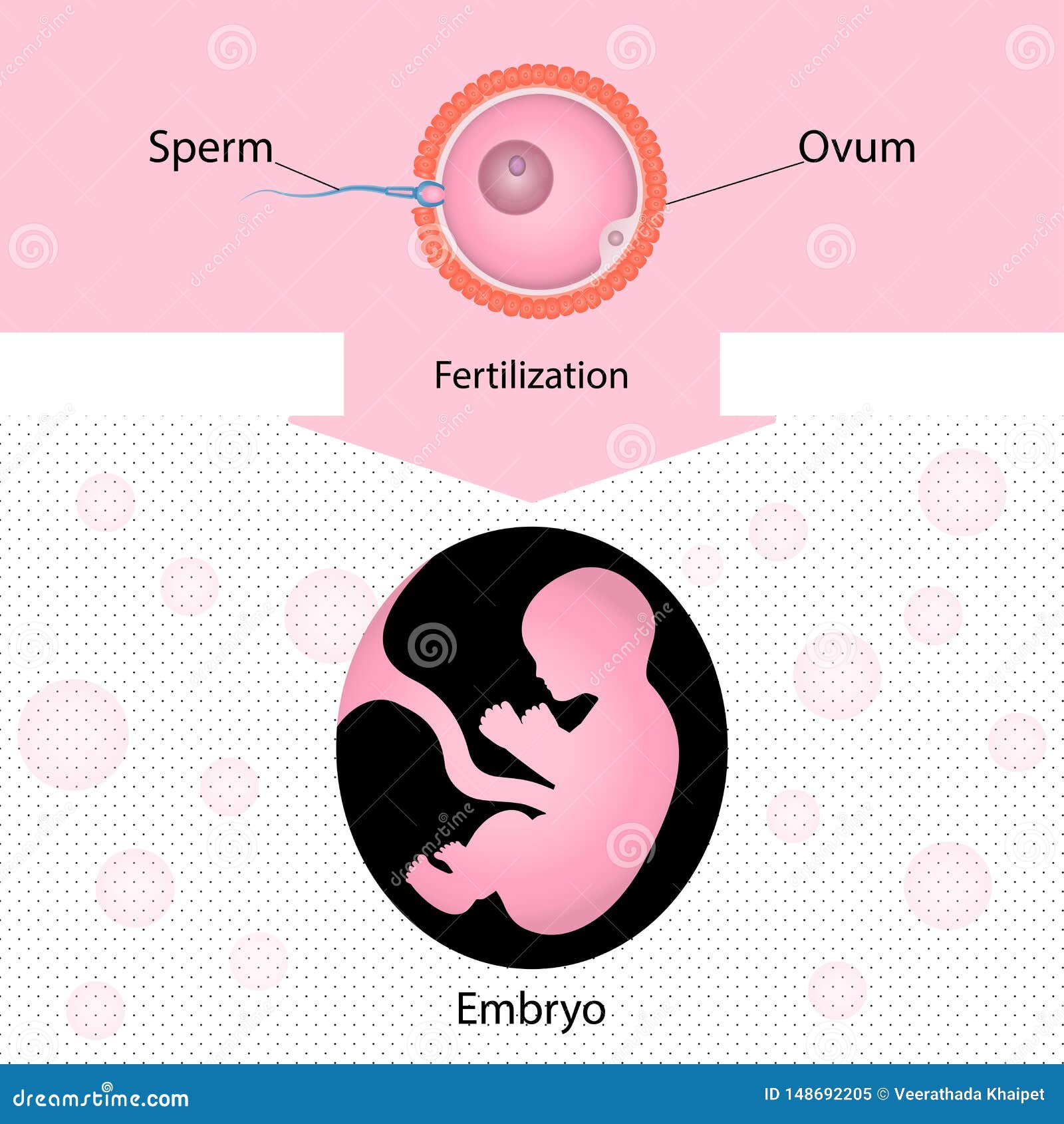 Conception And Fertilization Diagram