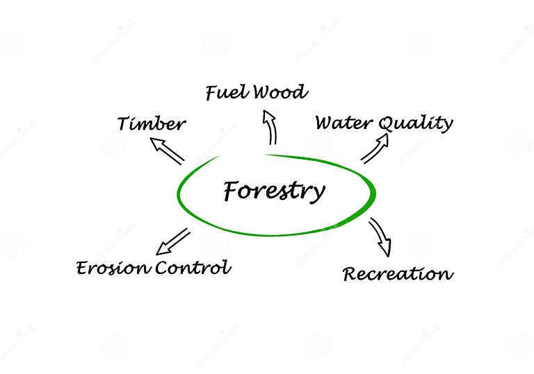 Diagram of Forestry stock illustration. Illustration of forest - 85601384