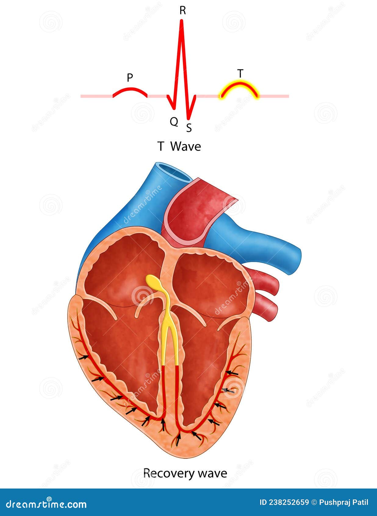 Pwave Clipart And Illustrations