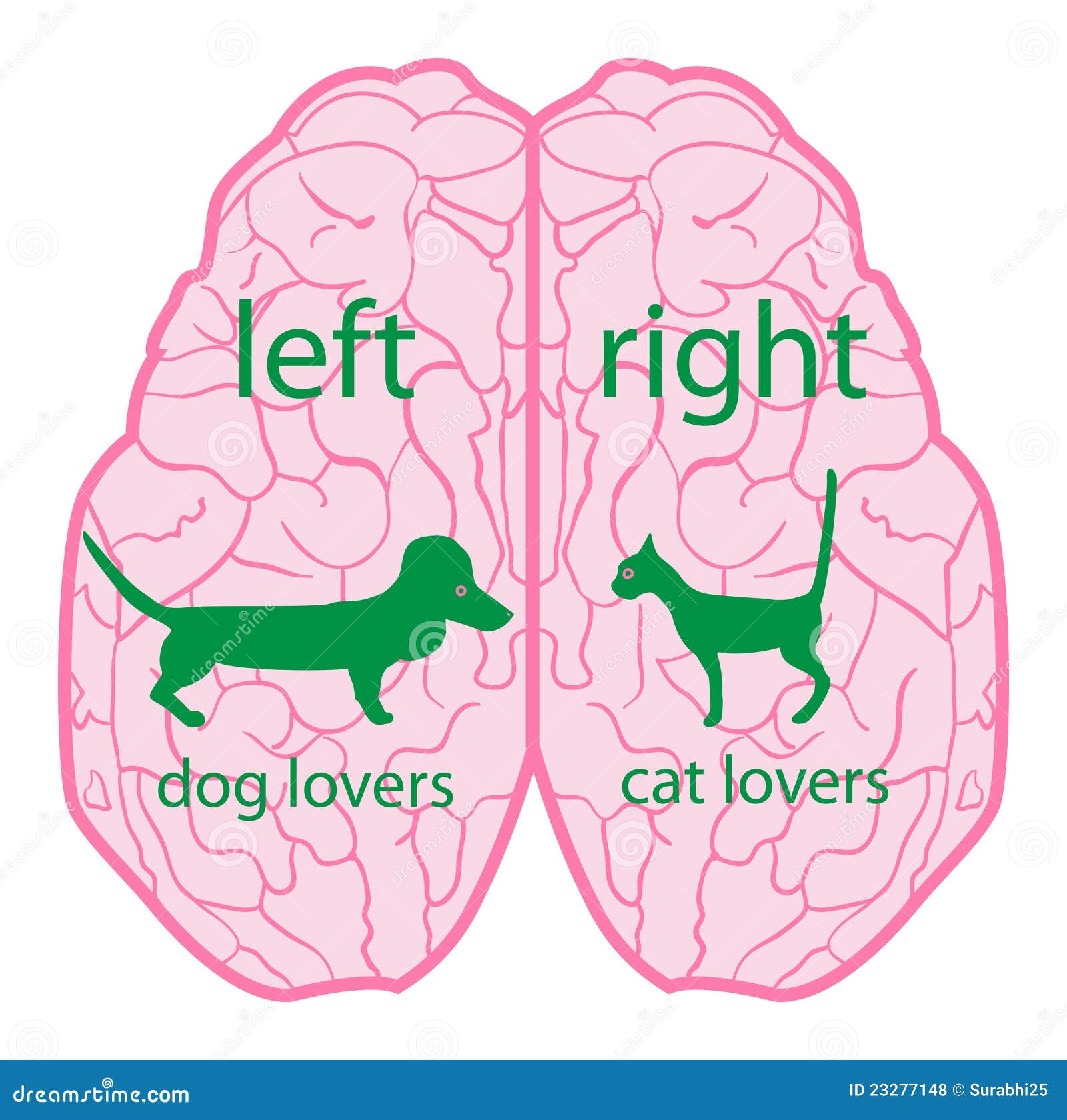 Feline Brain Diagram