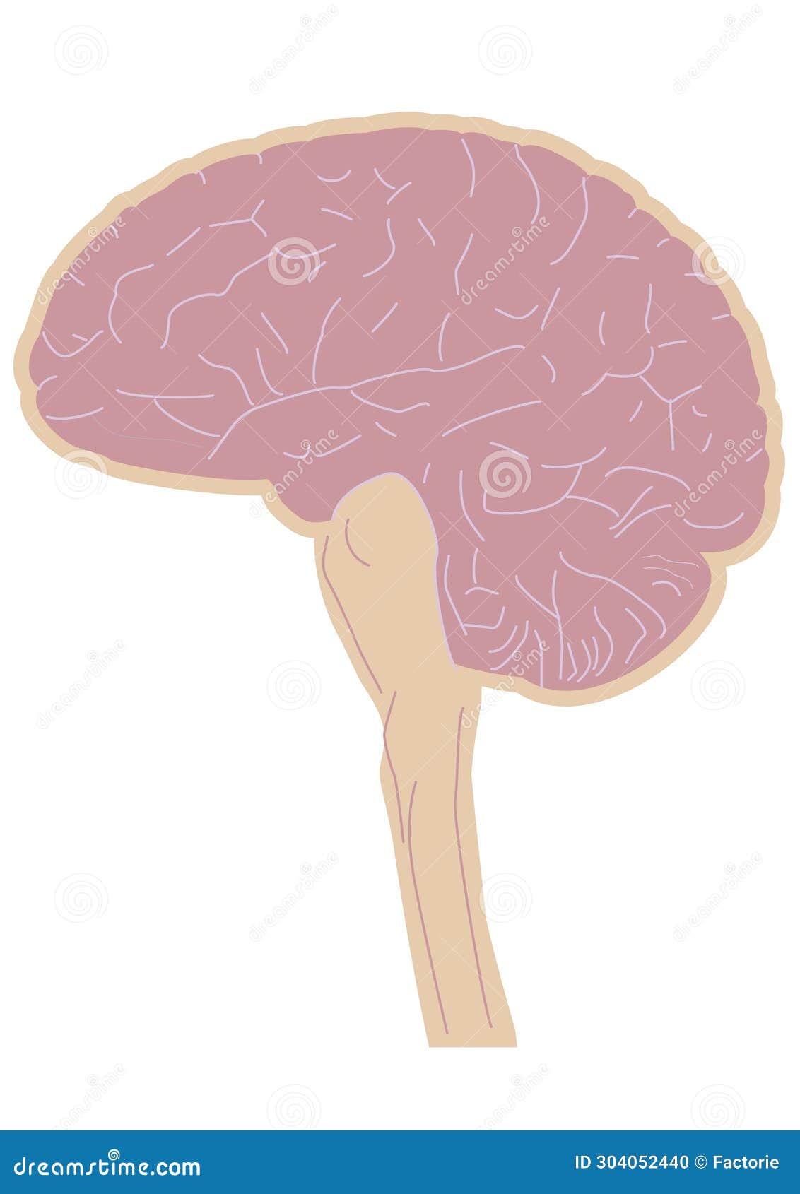 Brain Medulla Oblongata Anatomy.3d Illustration Stock Photography ...