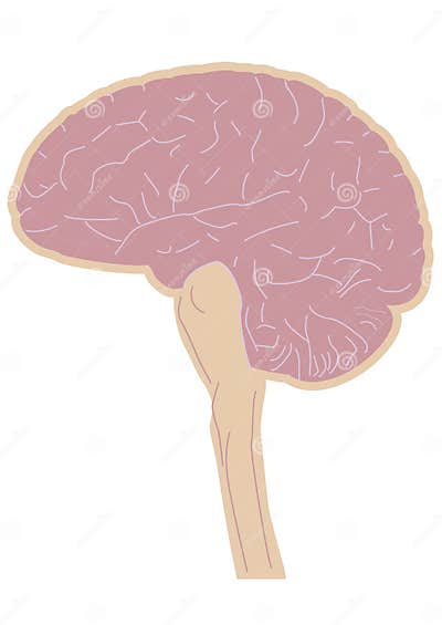 Diagram of the Human Brain, Medulla Oblongata, and Spinal Cord Stock ...