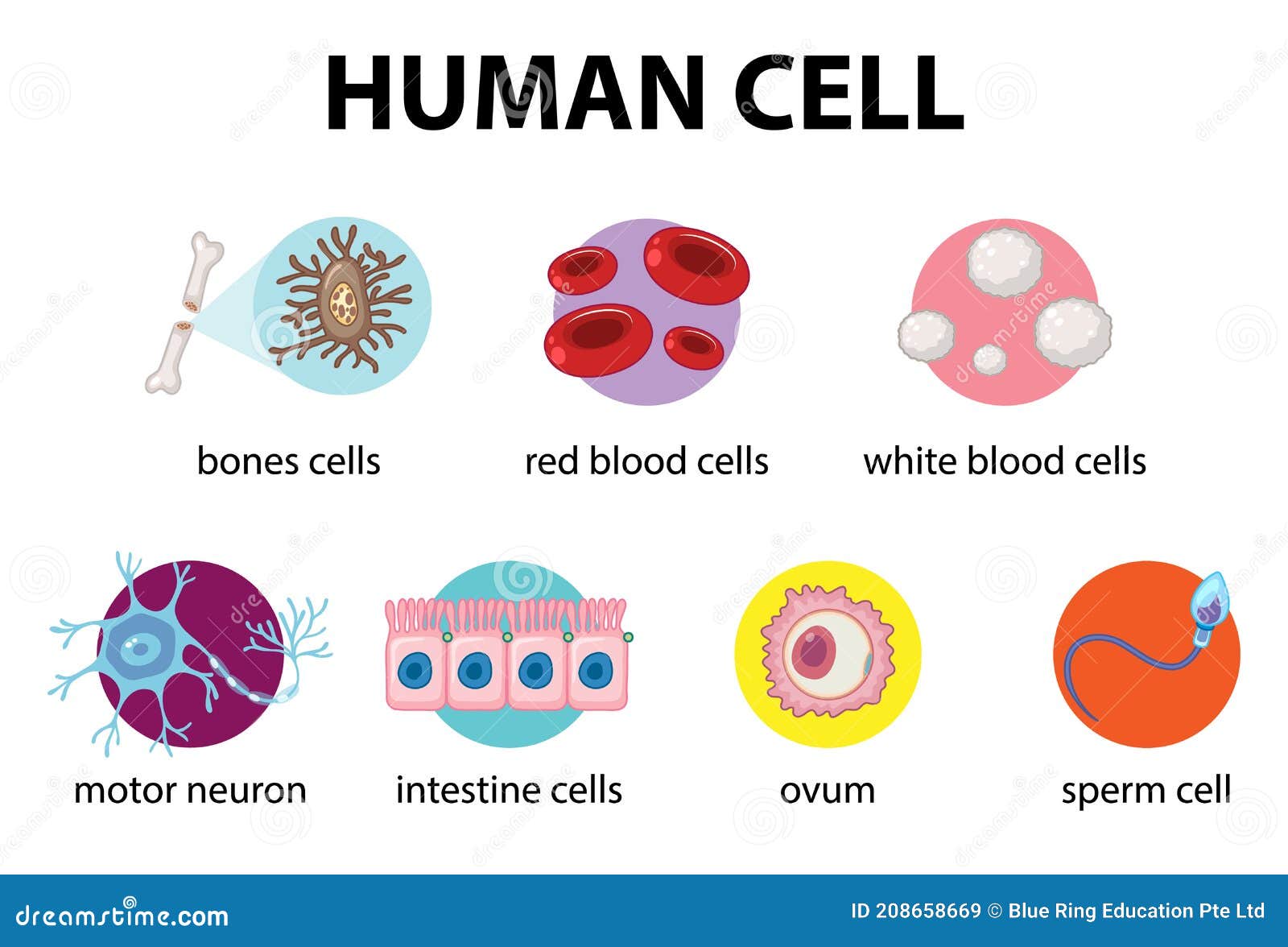 Diagram of Human Cell for Education Stock Vector - Illustration of ...