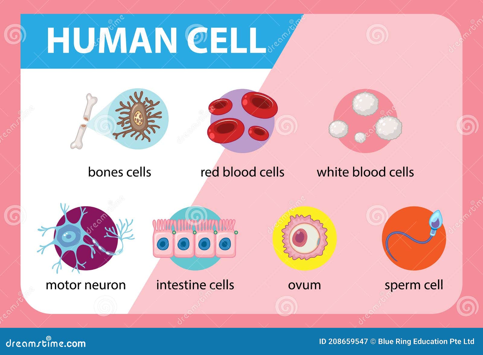 Diagram of Human Cell for Education Stock Vector - Illustration of life ...