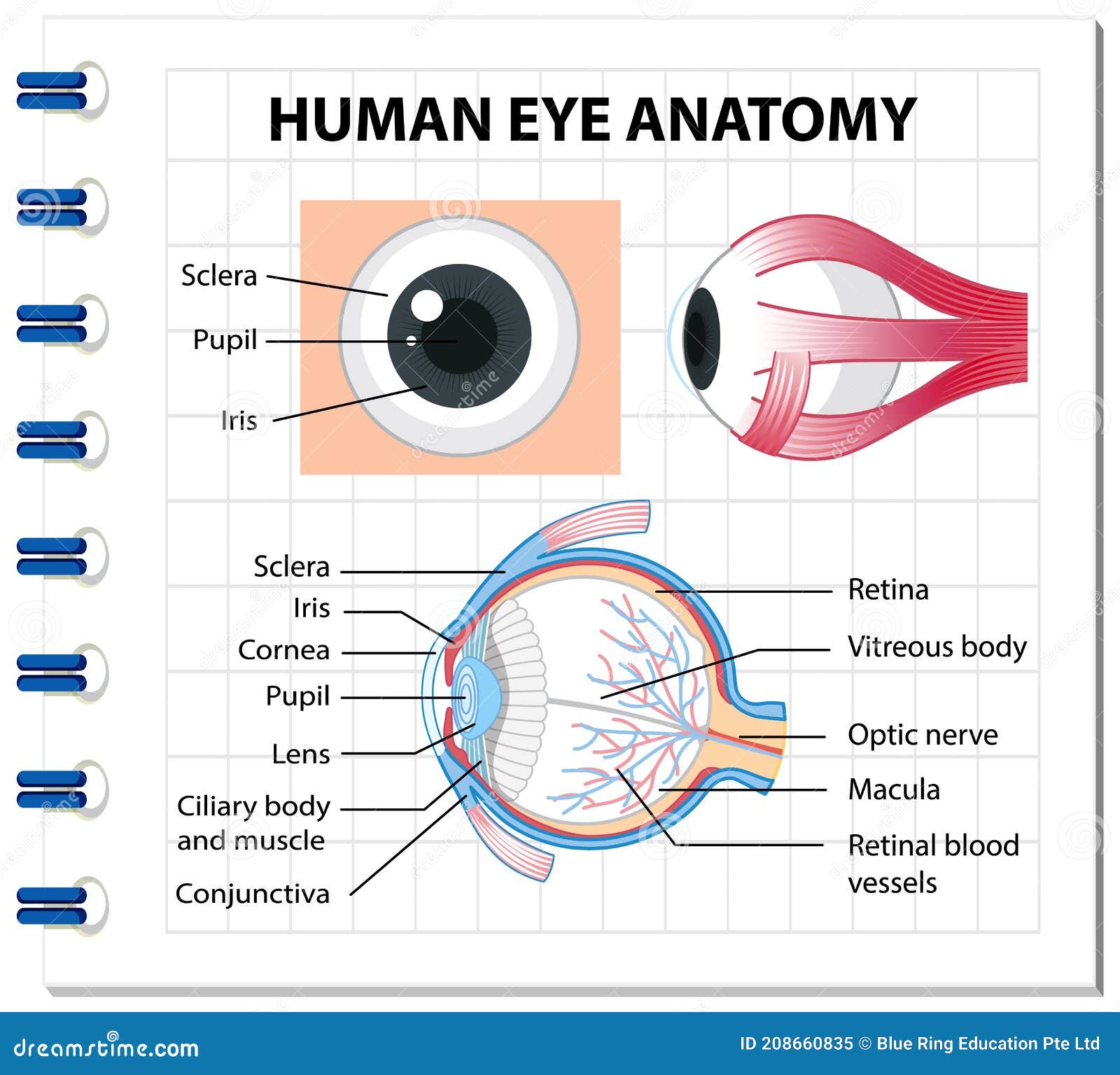 Diagram of Human Eye Anatomy with Label Stock Vector - Illustration of ... Diagram of Human Eye Anatomy with Label Stock Vector - Illustration of ...