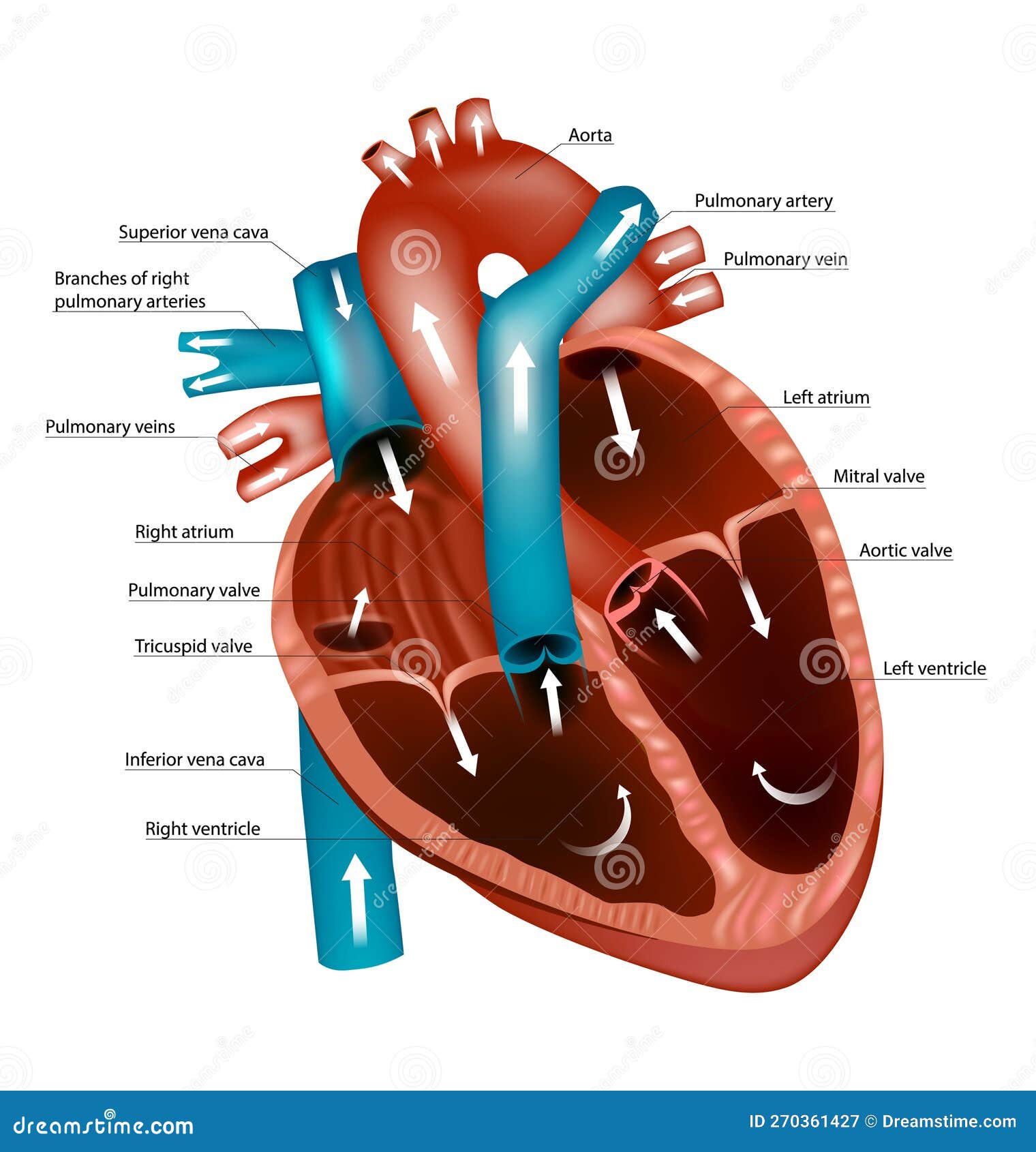 Diagram of the Human Heart. Blood Flow through the Heart. Pathways and ... Diagram of the Human Heart. Blood Flow through the Heart. Pathways and ...