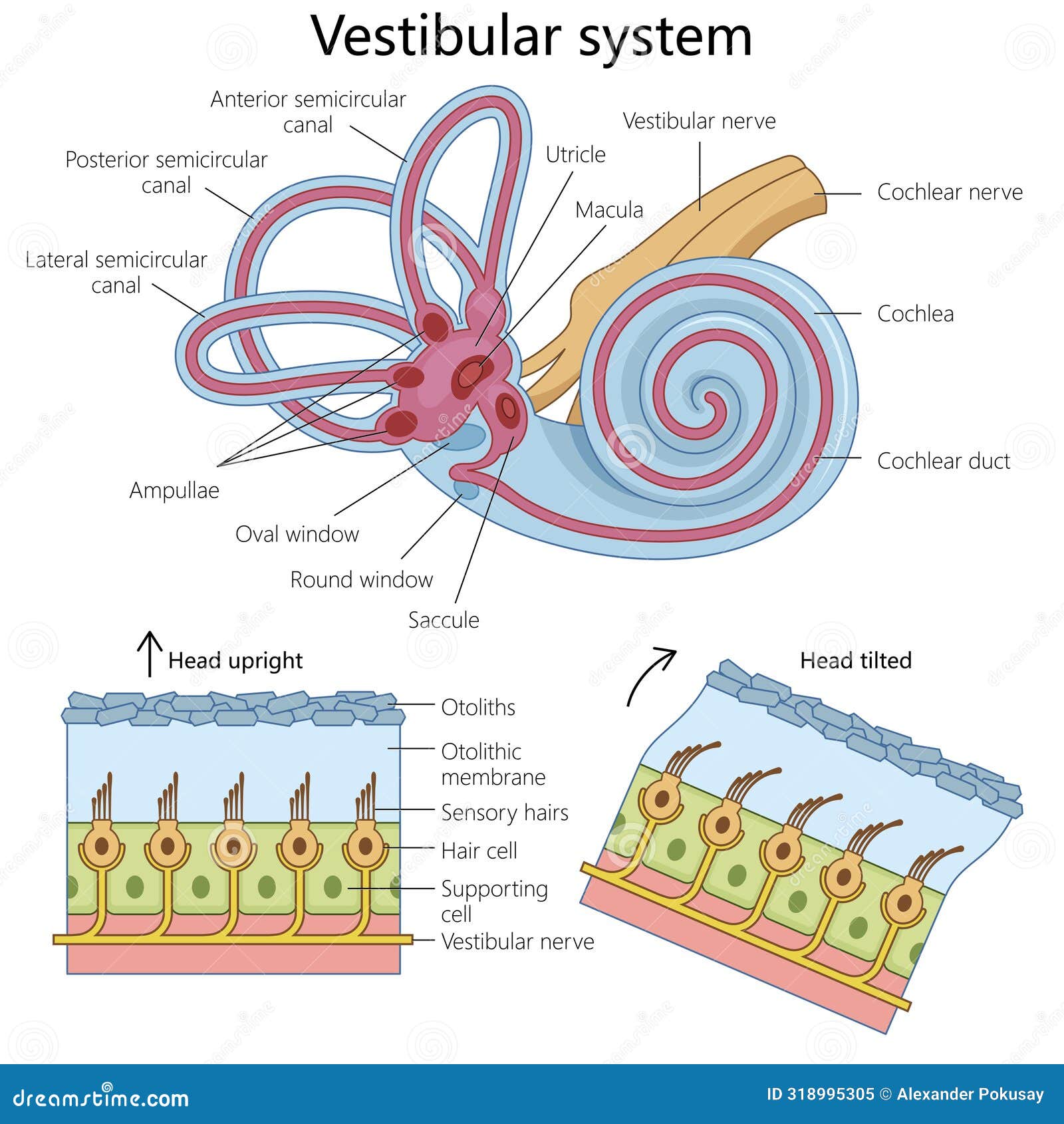 Diagram of the Human Vestibular System Vector Stock Vector ...