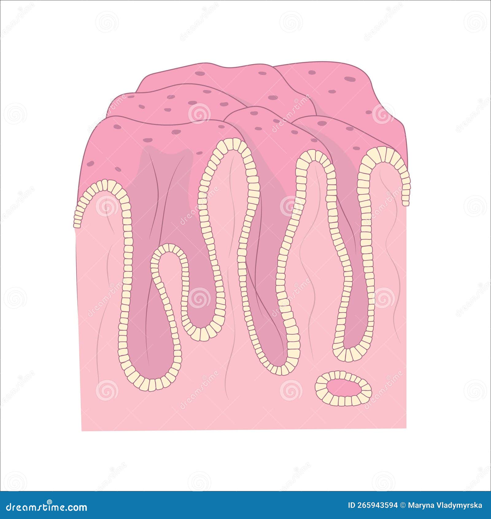 Diagram of the Internal Surface of Human Stomach. Structure of ...