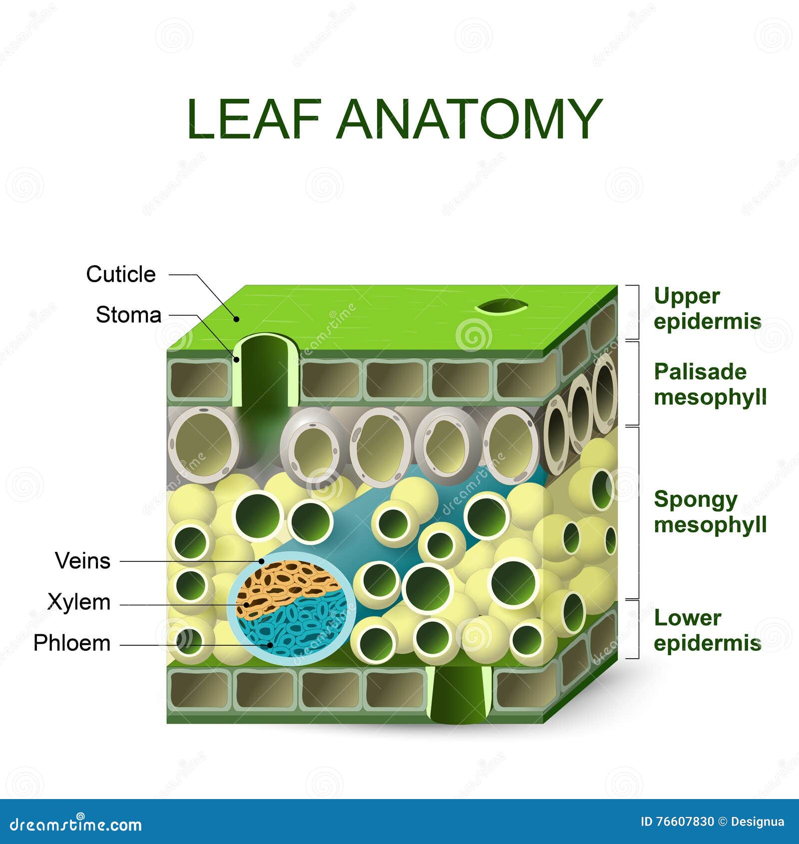 Leaf Anatomy. Vector Diagram. | CartoonDealer.com #89533370 Leaf Anatomy. Vector Diagram. | CartoonDealer.com #89533370