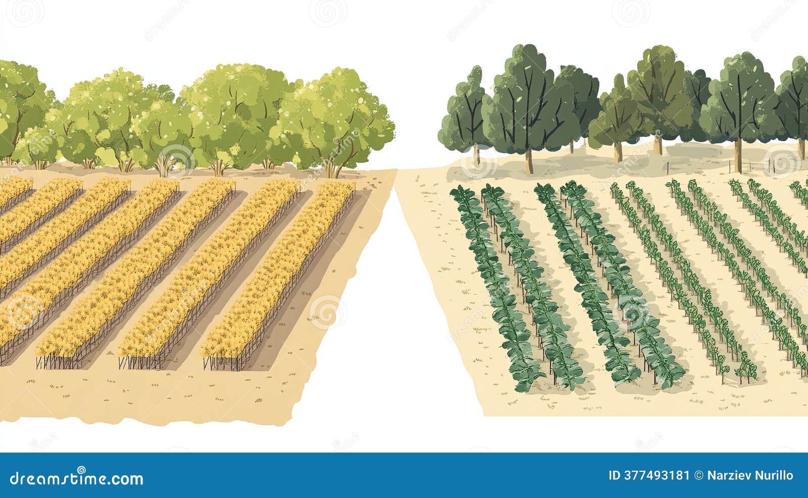 Field Monoculture Crop Farm Royalty-Free Cartoon | CartoonDealer.com ...