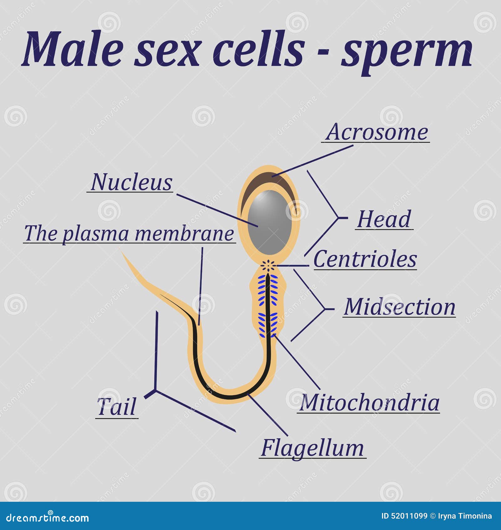 Diagram Of The Male Sex Cells Sperm Stock Vector Illustration Of