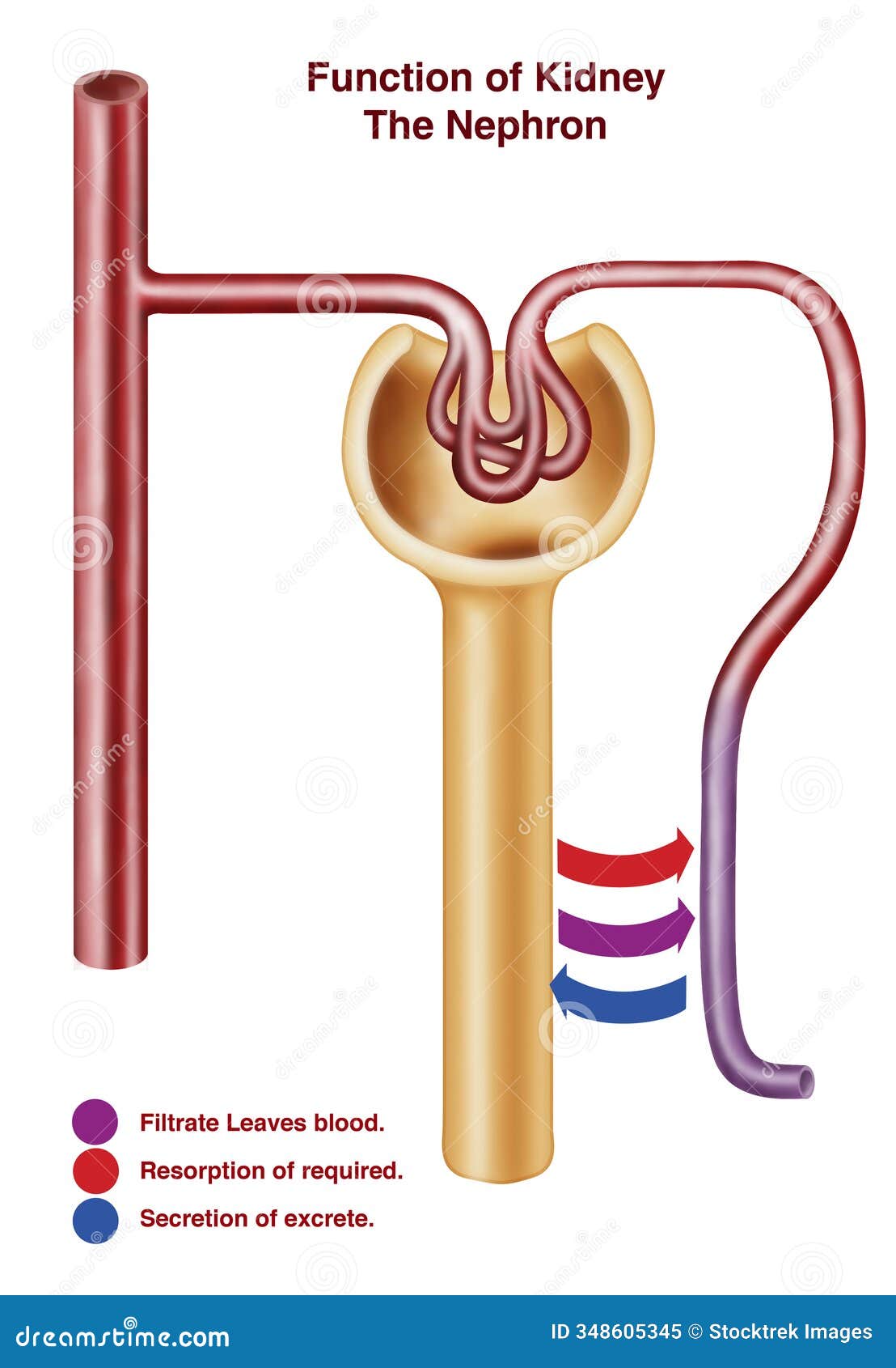 Diagram of a Nephron, the Functional Unit of Excretion in the Kidney ...