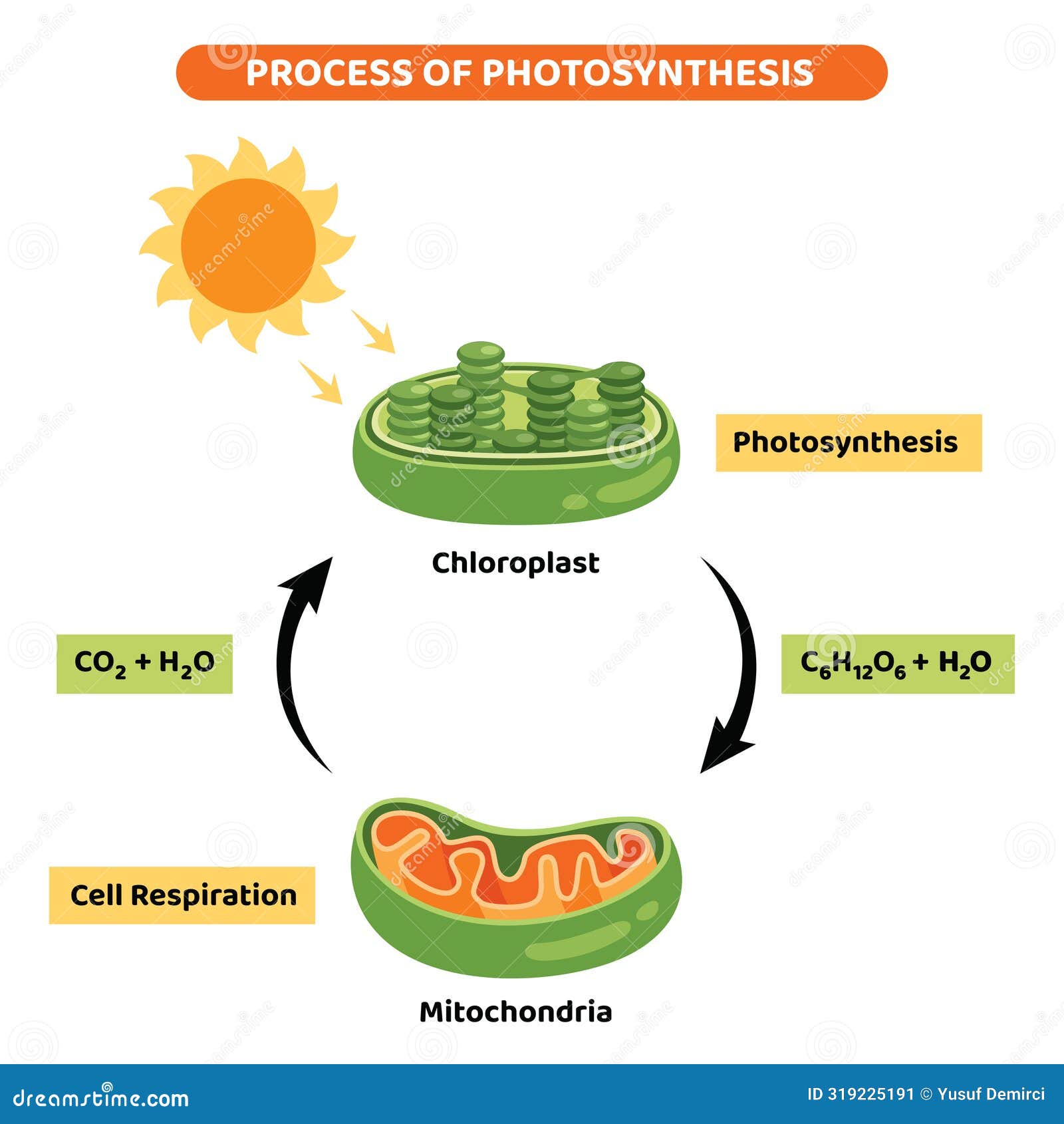 The Diagram of Photosynthesis Process Stock Illustration - Illustration ...