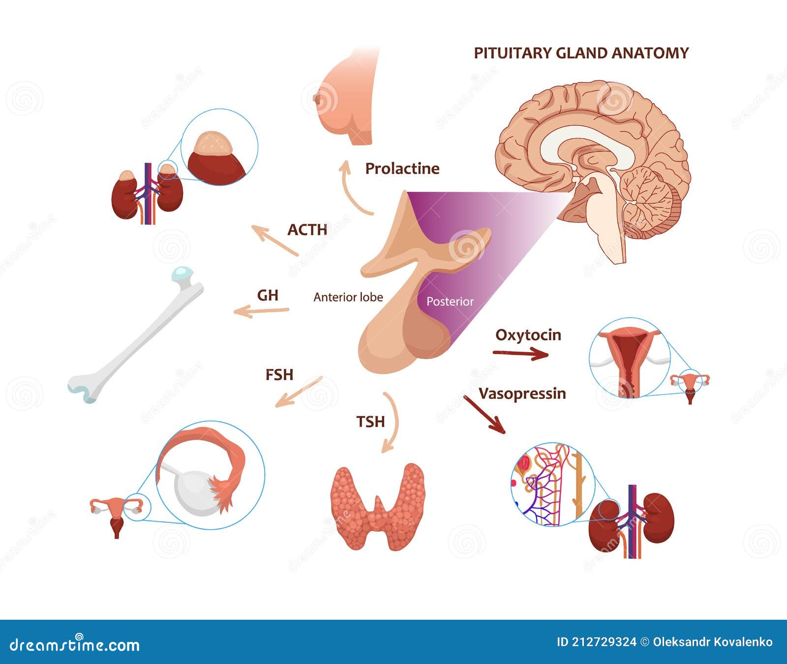 Pituitary Gland Hormones Diagram