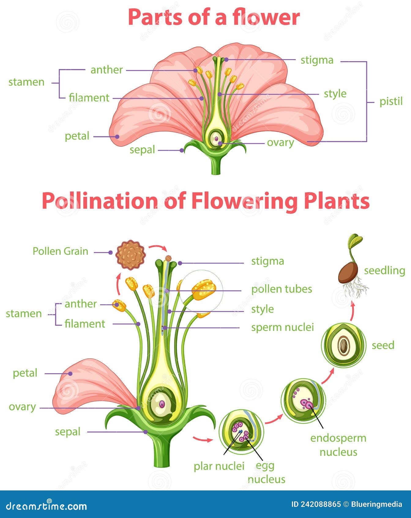 Diagram of Pollination of Flowering Plants Stock Vector - Illustration ...
