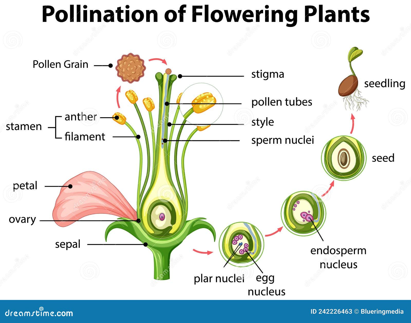 Diagram of Pollination of Flowering Plants Stock Vector - Illustration ...