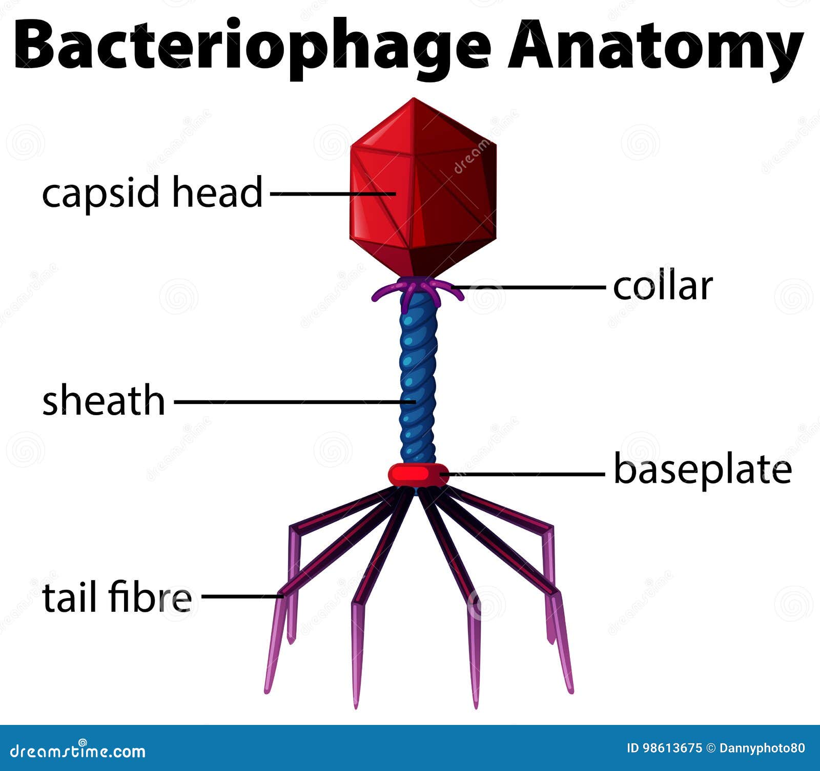 Diagram Showing Bacteriophage Anatomy Stock Vector - Illustration of ...