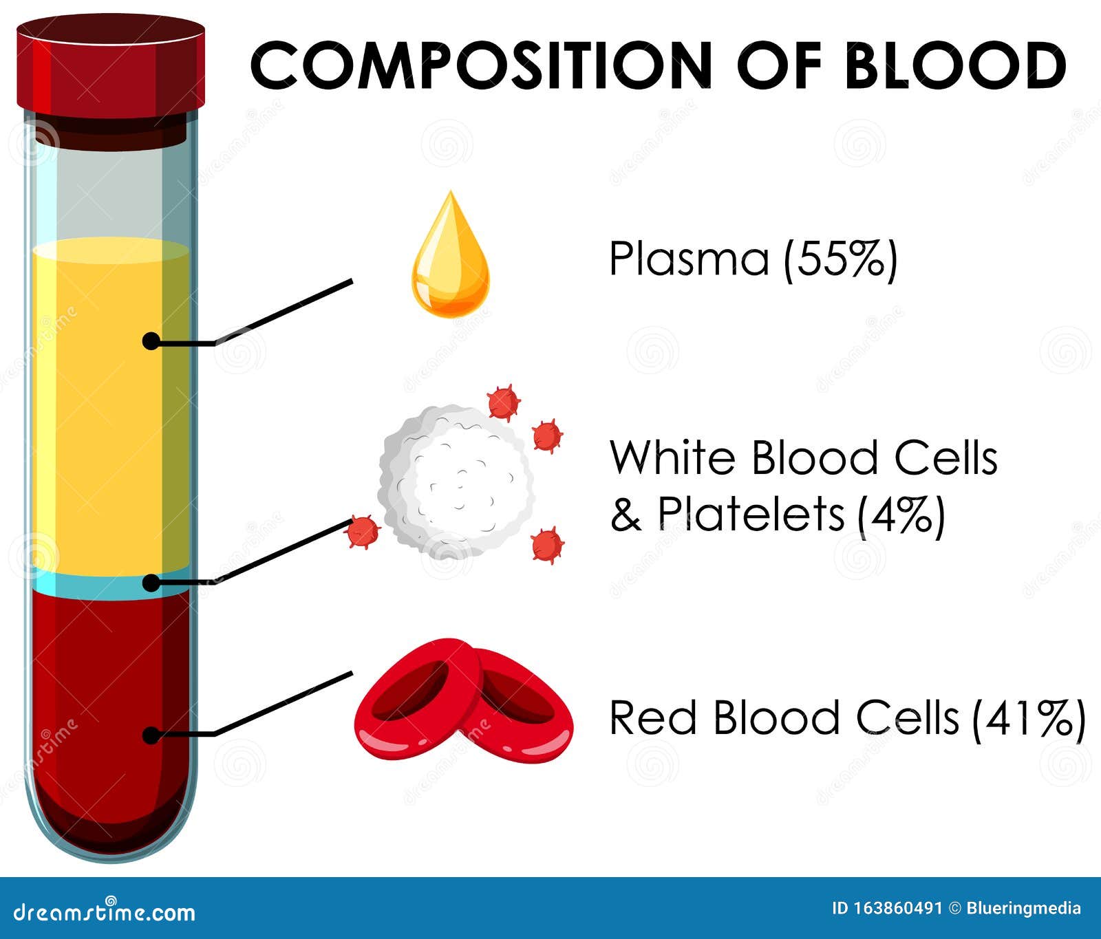 Diagram Showing Composition of Blood Stock Vector - Illustration of ...