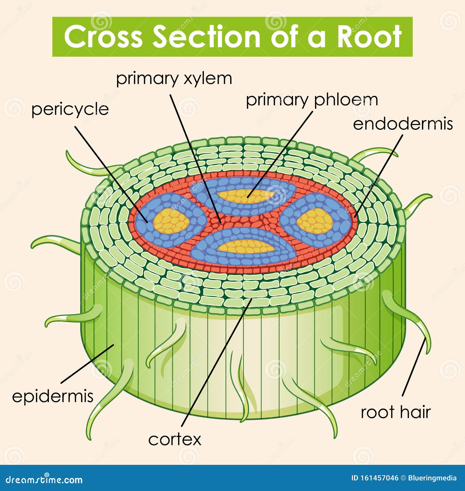 Diagram Showing Cross Section of a Root Stock Illustration ...