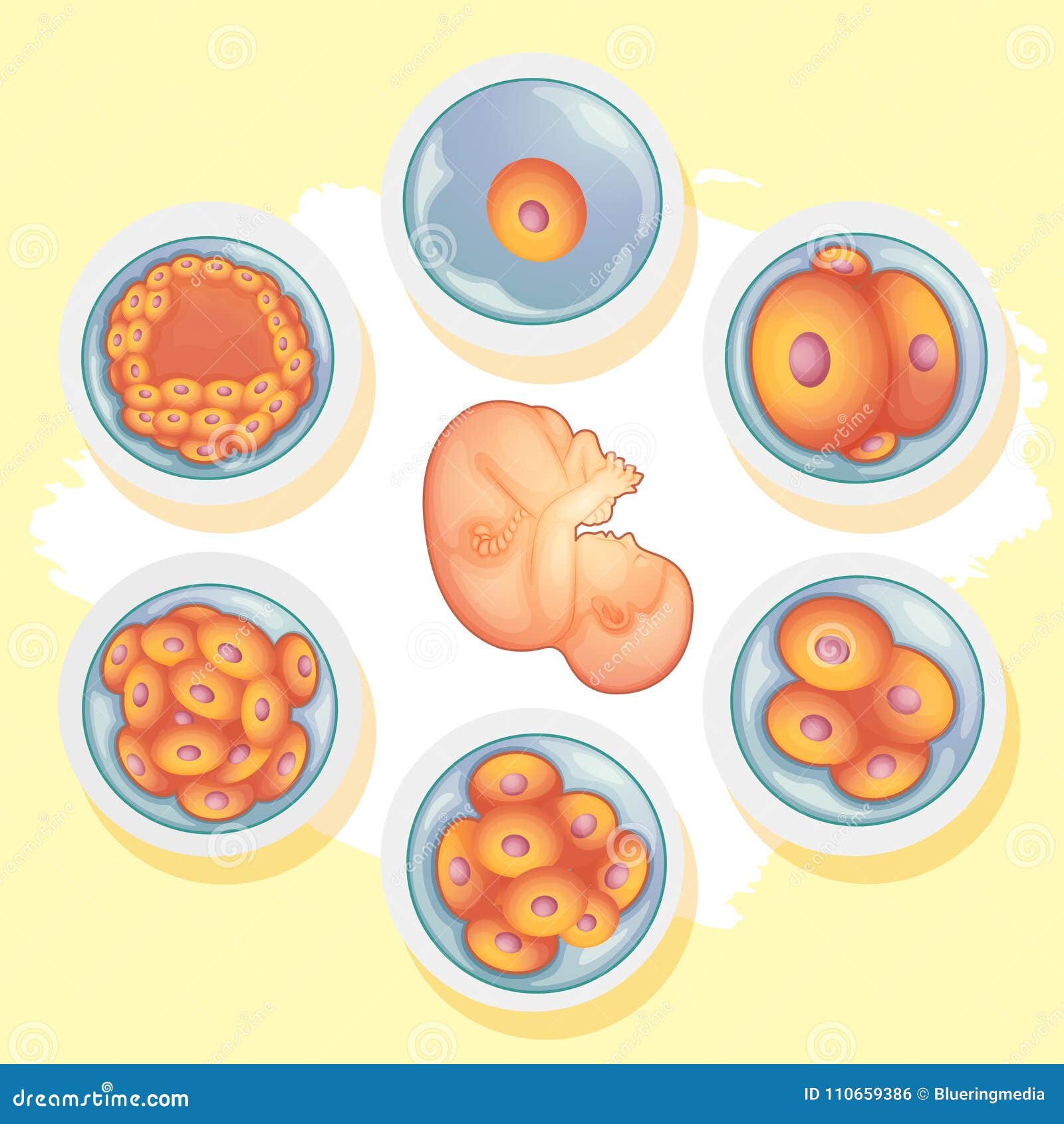 Diagram Showing Different Stages of Human Baby Stock Vector ... Diagram Showing Different Stages of Human Baby Stock Vector ...