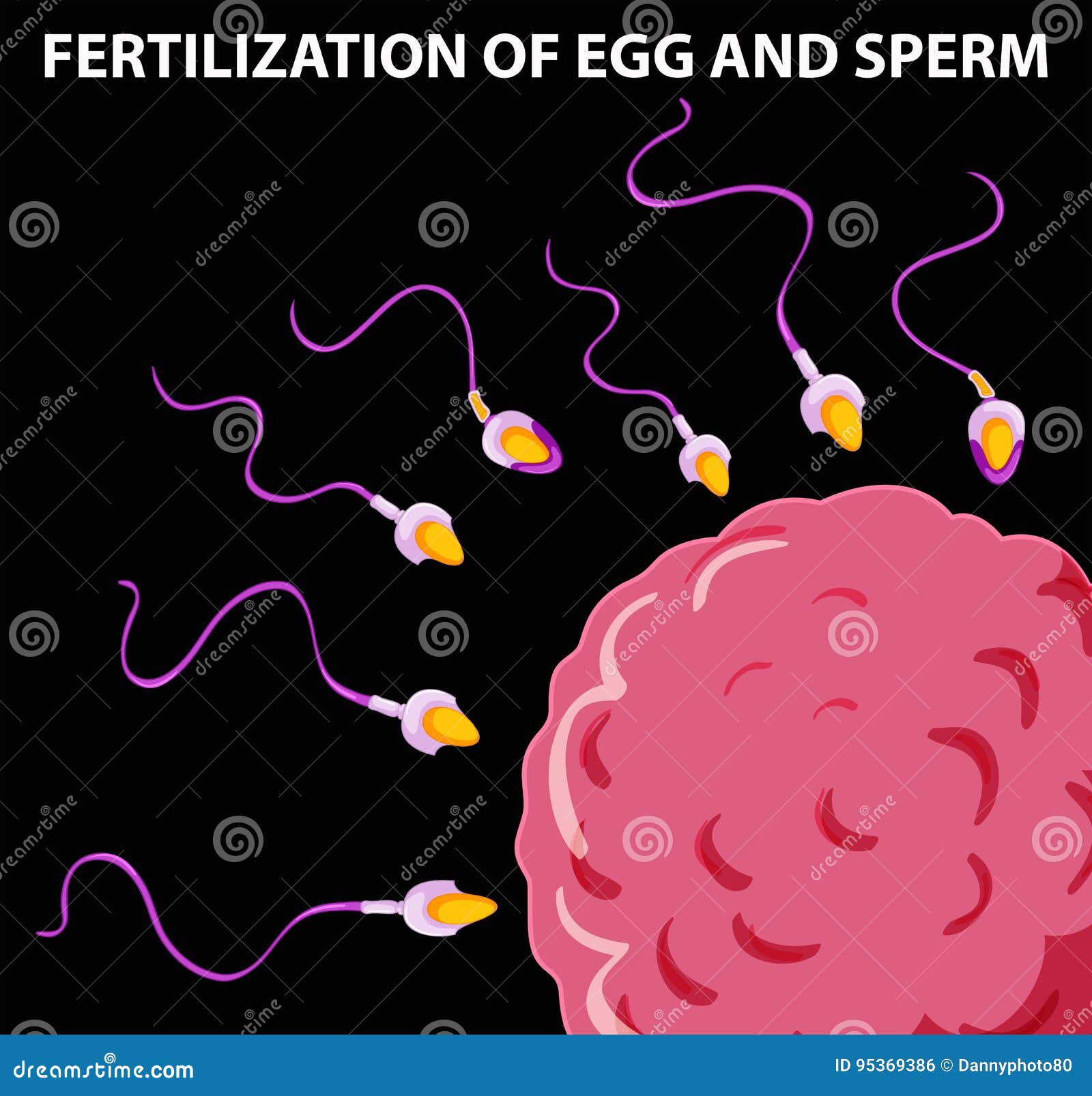 Fertilization Diagram, Vector Illustration. Educational Medical ...