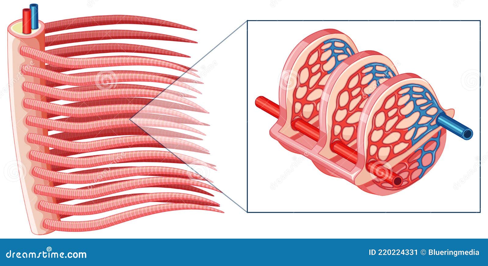 Diagram Showing the Grills of a Fish Stock Vector - Illustration of ...
