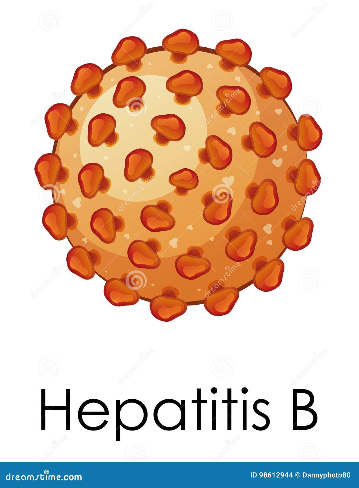 Diagram Of Hepatitis B Virus Particle Structure Cartoon Vector ...