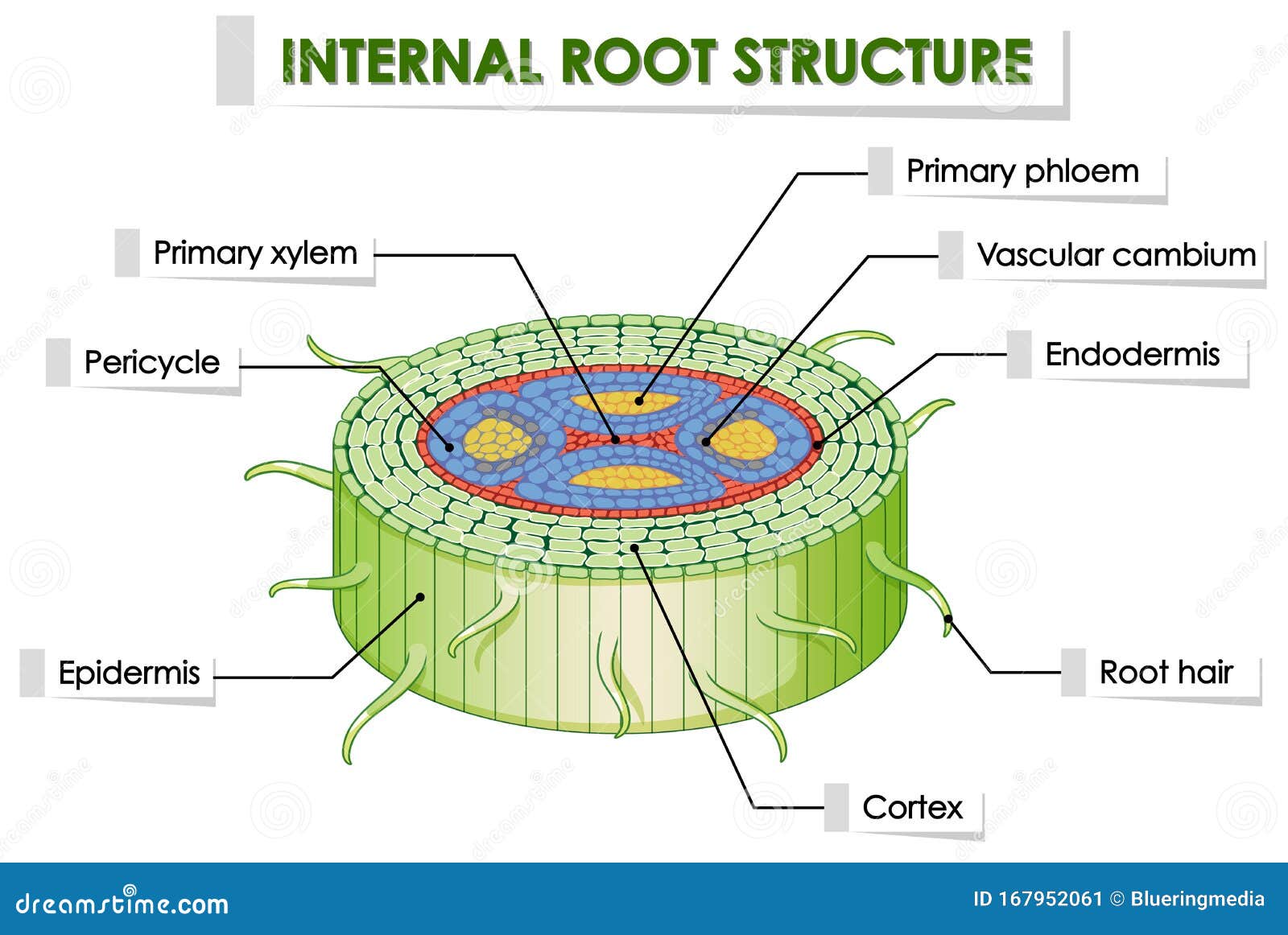 Diagram Showing Internal Root Structure Stock Vector - Illustration of ...