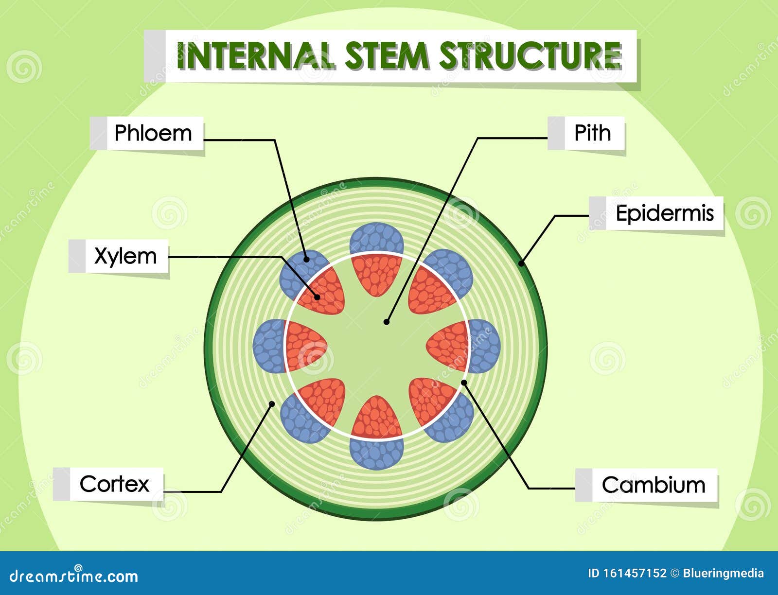 Diagram Showing Internal Stem Structure Stock Vector - Illustration of ...