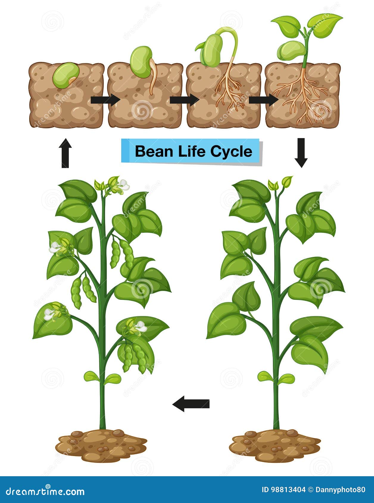 Diagram Showing Life Cycle of Bean Stock Vector - Illustration of clip ...