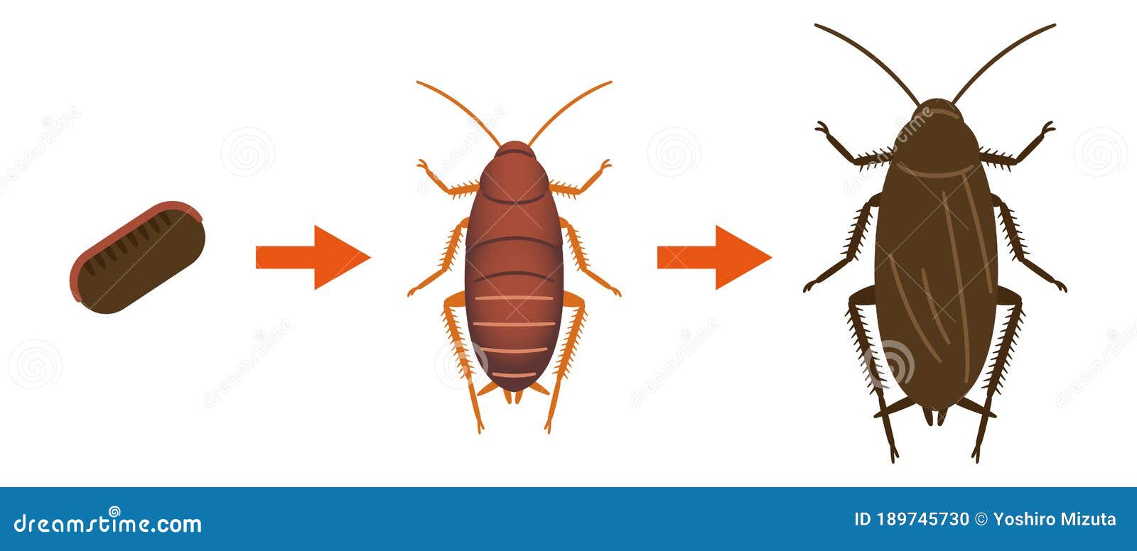 Diagram Showing Life Cycle of Cockroach Illustration Stock Vector ... Diagram Showing Life Cycle of Cockroach Illustration Stock Vector ...