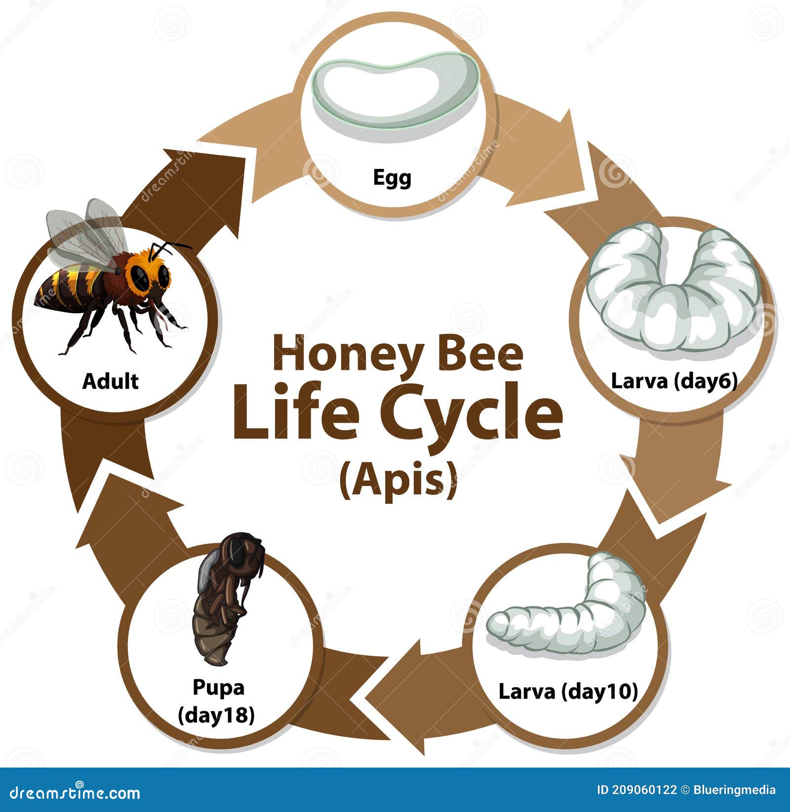 Diagram Showing Life Cycle of Honey Bee (Apis Stock Vector ... Diagram Showing Life Cycle of Honey Bee (Apis Stock Vector ...