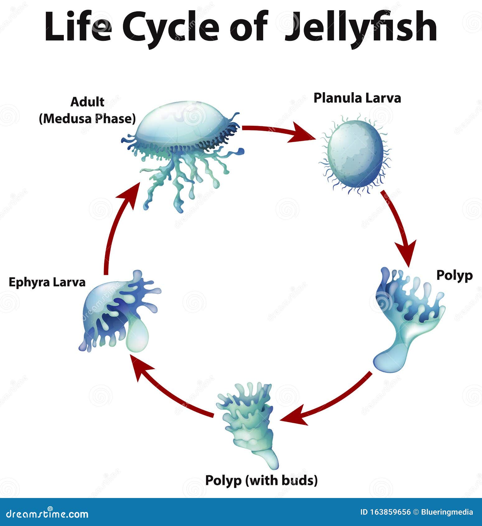 Diagram Showing Life Cycle of Jellyfish Stock Vector - Illustration of ... Diagram Showing Life Cycle of Jellyfish Stock Vector - Illustration of ...
