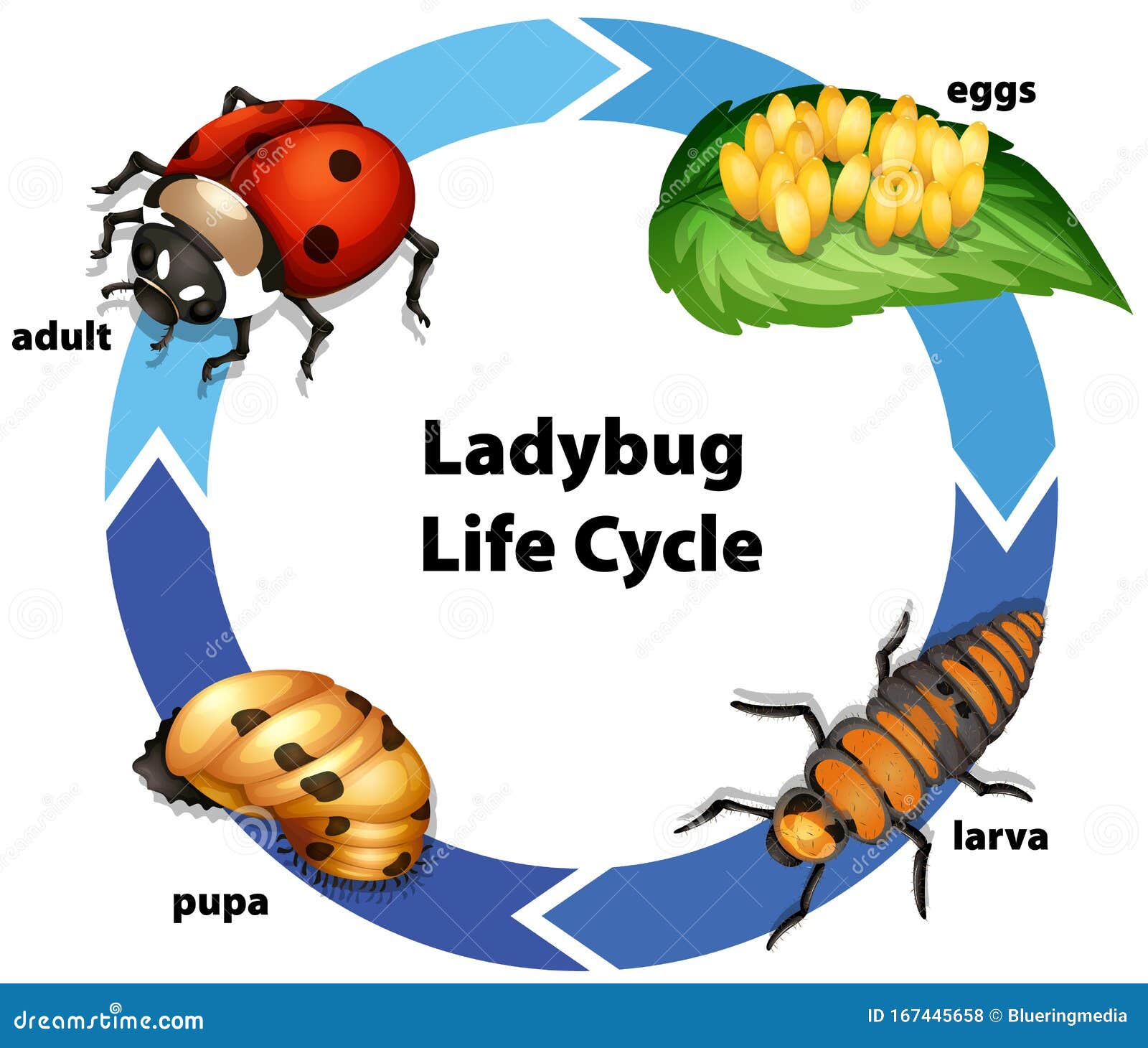 Diagram Showing Life Cycle of Ladybug Stock Vector - Illustration of ... Diagram Showing Life Cycle of Ladybug Stock Vector - Illustration of ...