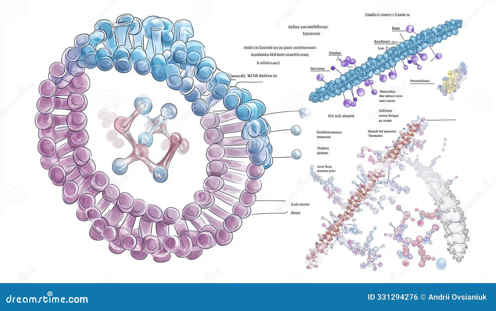 'Diagram Showing Lipid Bilayer Structure And Its Molecules In A ...