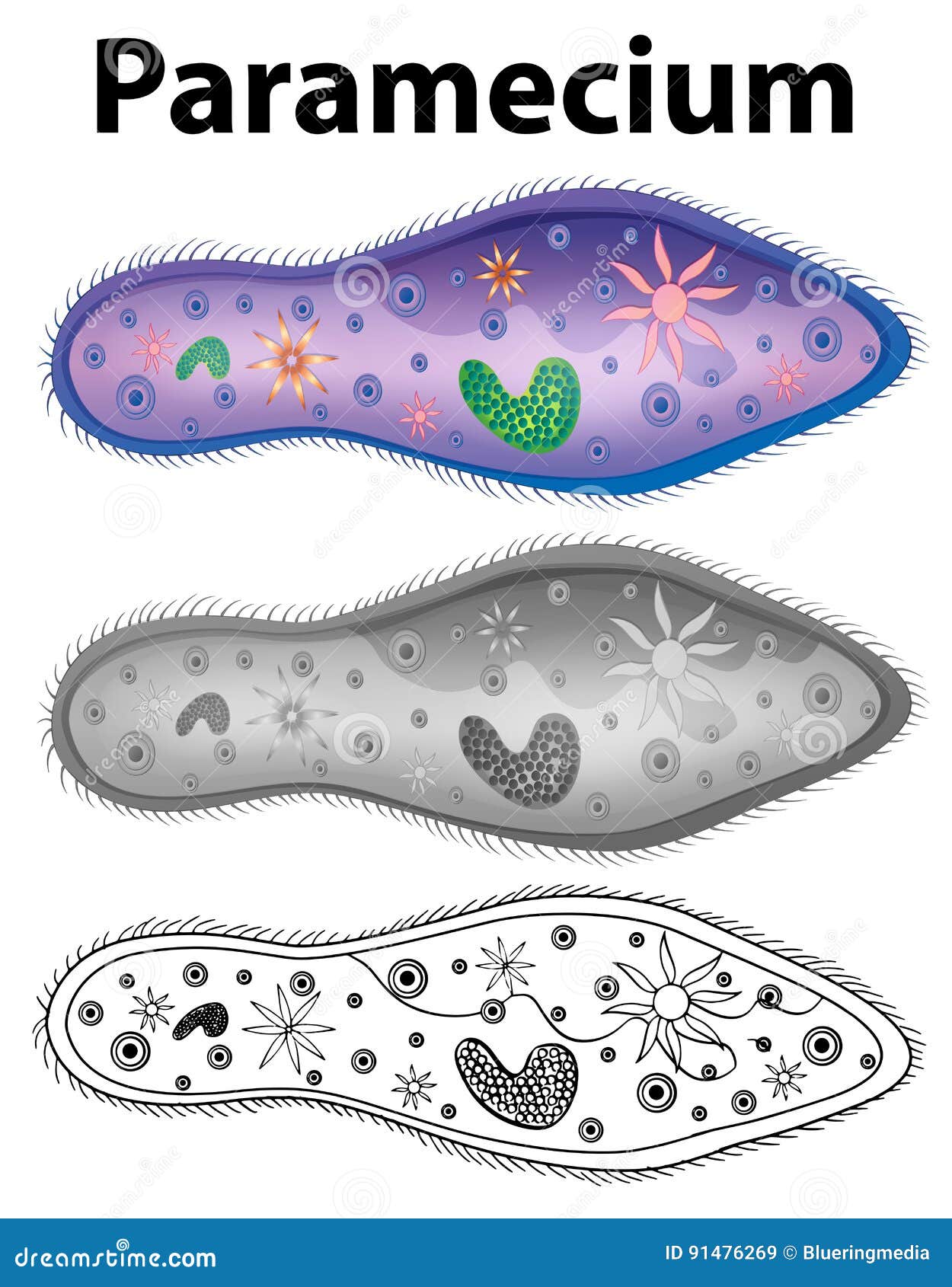 Diagram Showing Paramecium in Three Designs Stock Vector - Illustration ...