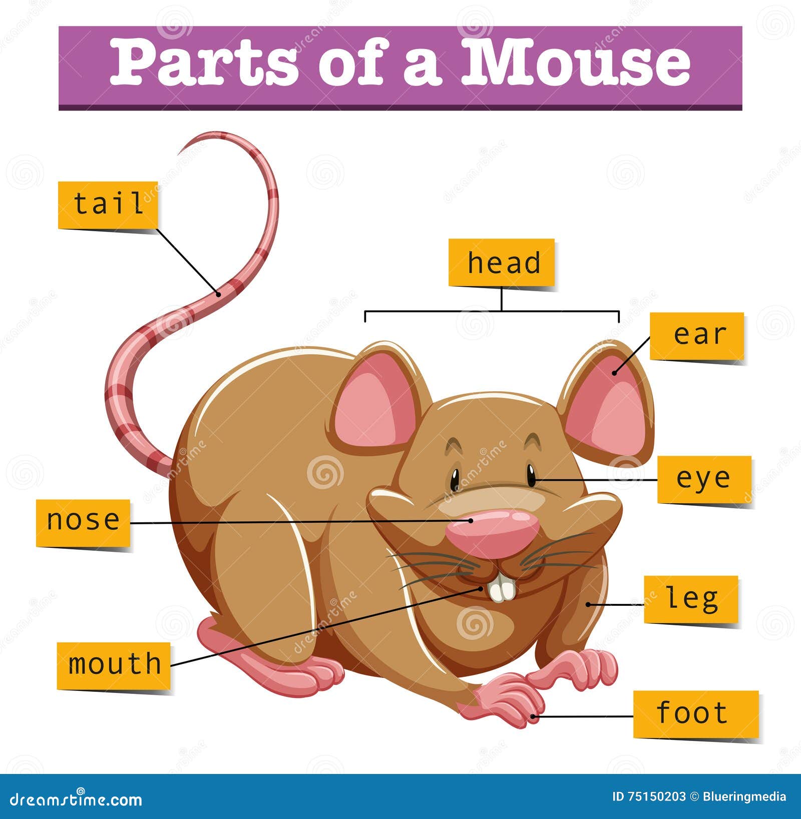 Diagram Showing Parts of Mouse Stock Vector - Illustration of foot ...