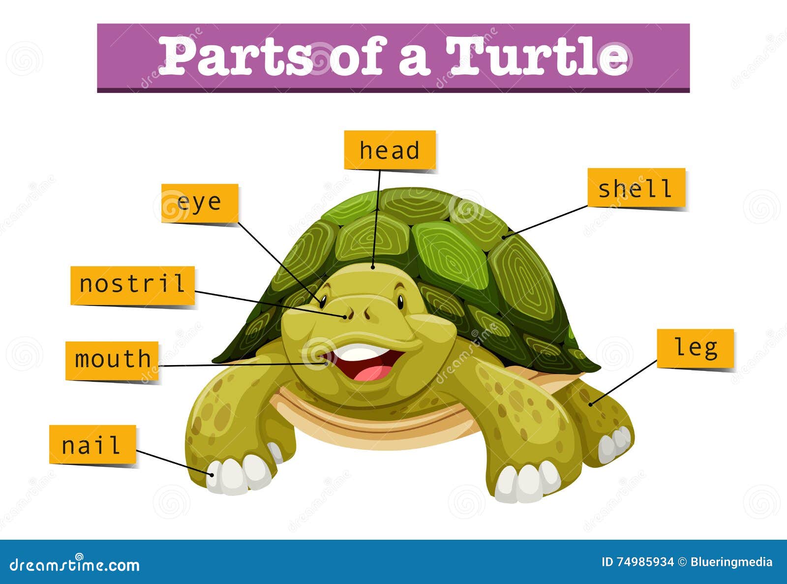 Diagram Showing Parts of Turtle Stock Vector - Illustration of drawing ...