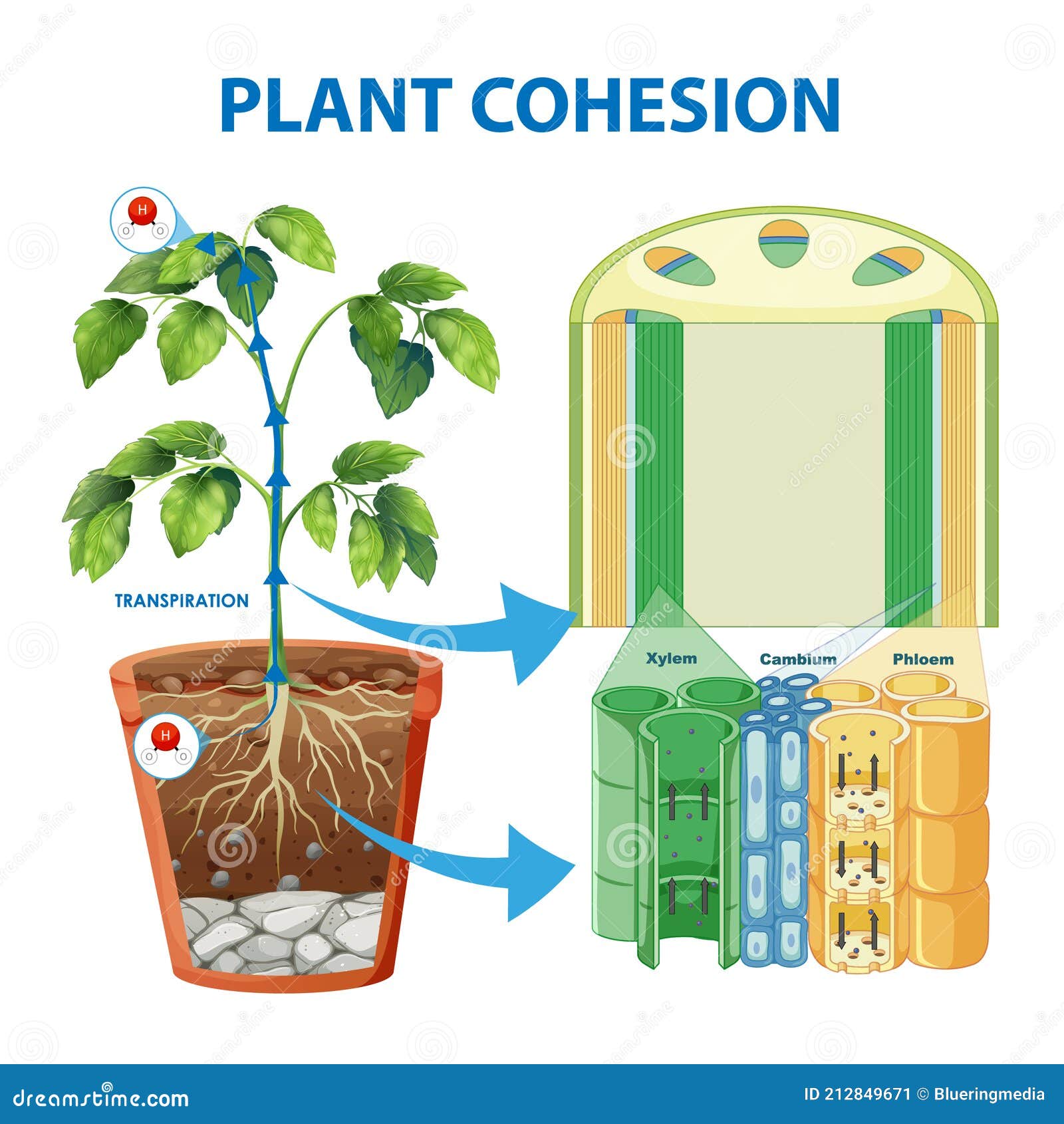 Cohesion Cartoons, Illustrations & Vector Stock Images - 2257 Pictures ...