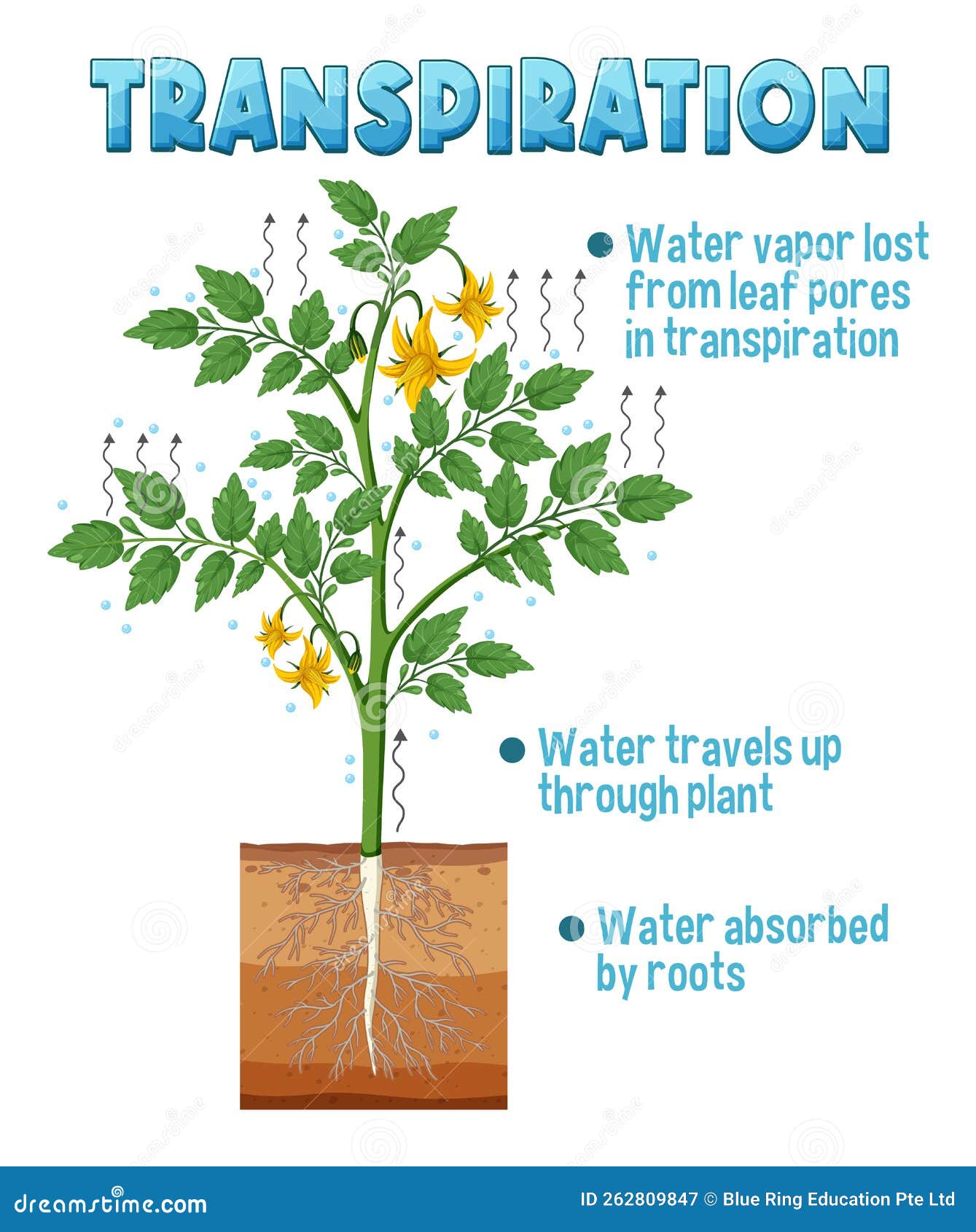 Diagram Showing Plant Transpiration Stock Vector - Illustration of ...